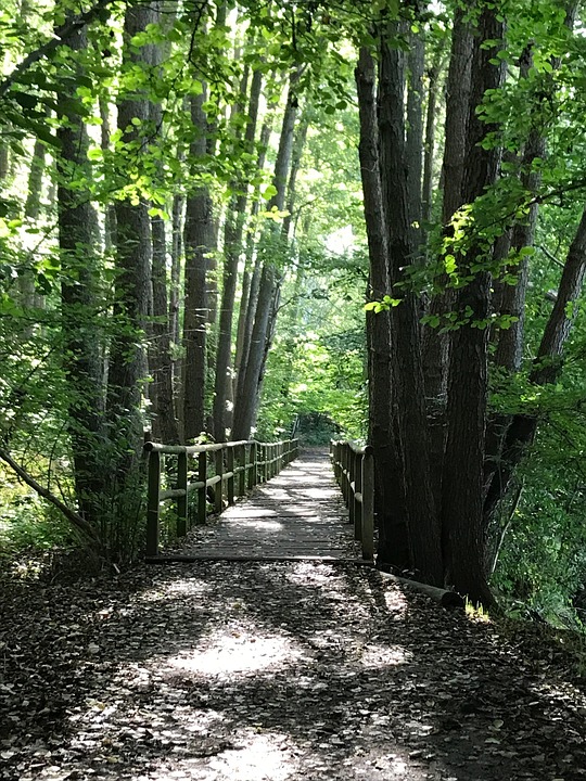 Path Bridge Transition - Free photo on Pixabay