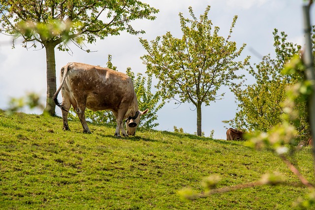 Vaca Gado Animal - Foto gratuita no Pixabay - Pixabay