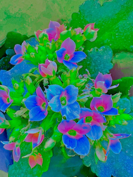 Tanaman Neon Alam Bunga - Foto gratis di Pixabay - Pixabay