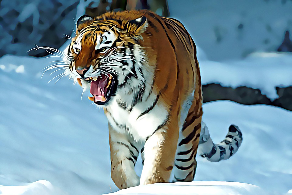 Tiger Predator Cat - Free image on Pixabay