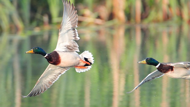 Ducks Flying Lake - Free photo on Pixabay - Pixabay