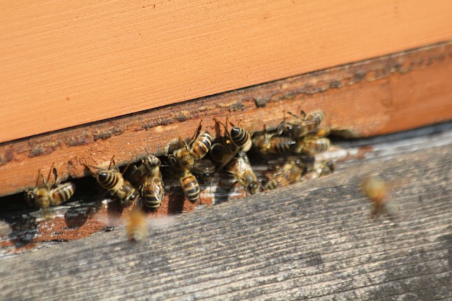 Abejas Insectos Macro De - Foto gratis en Pixabay - Pixabay