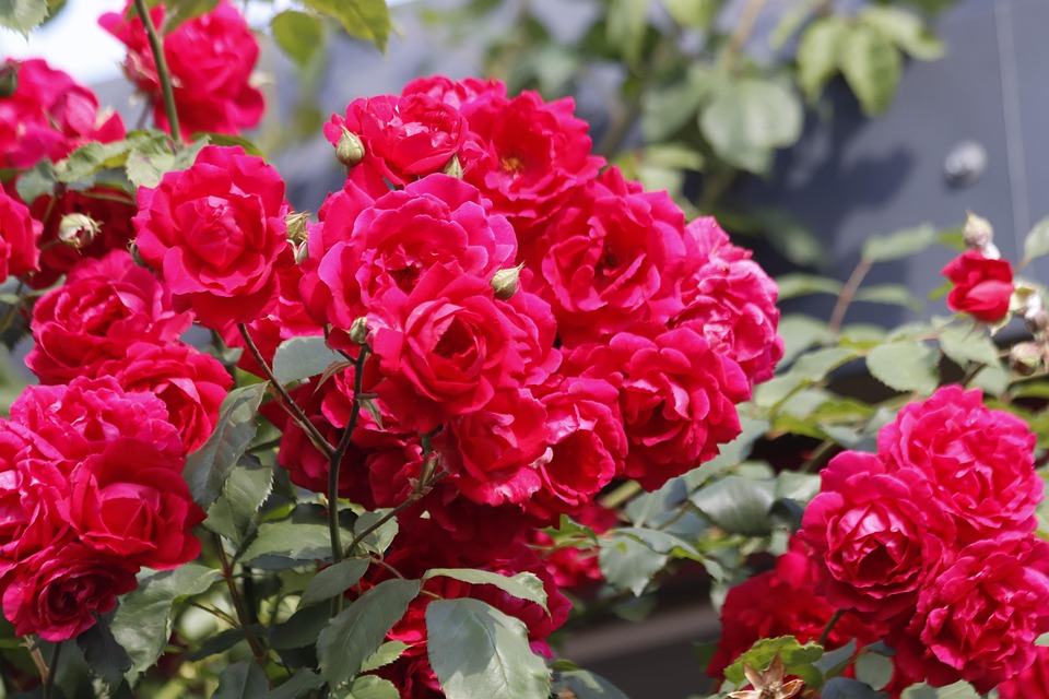 Des Roses Fleurs Fleur De Rose - Photo gratuite sur Pixabay - Pixabay