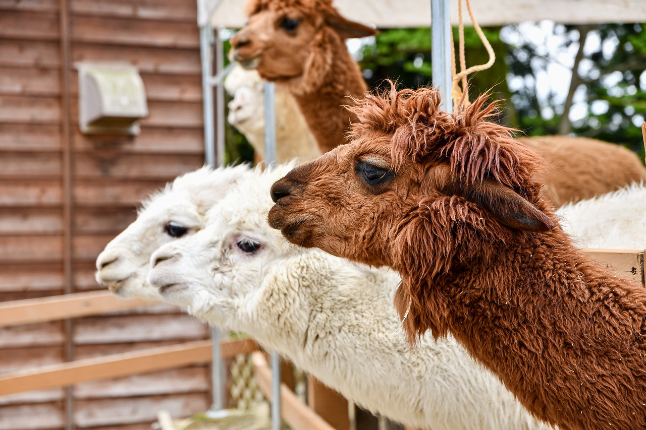900+ Free Alpaca & Nature Photos - Pixabay