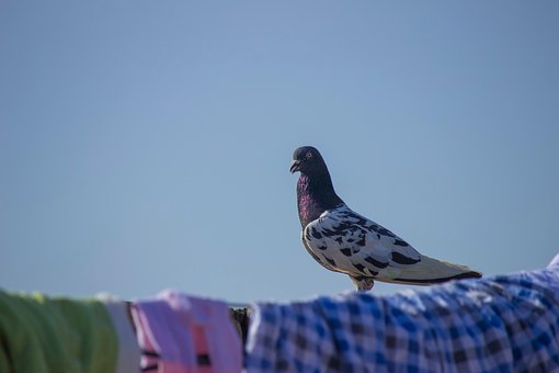20+ Free Pigeons Line & Pigeons Photos - Pixabay