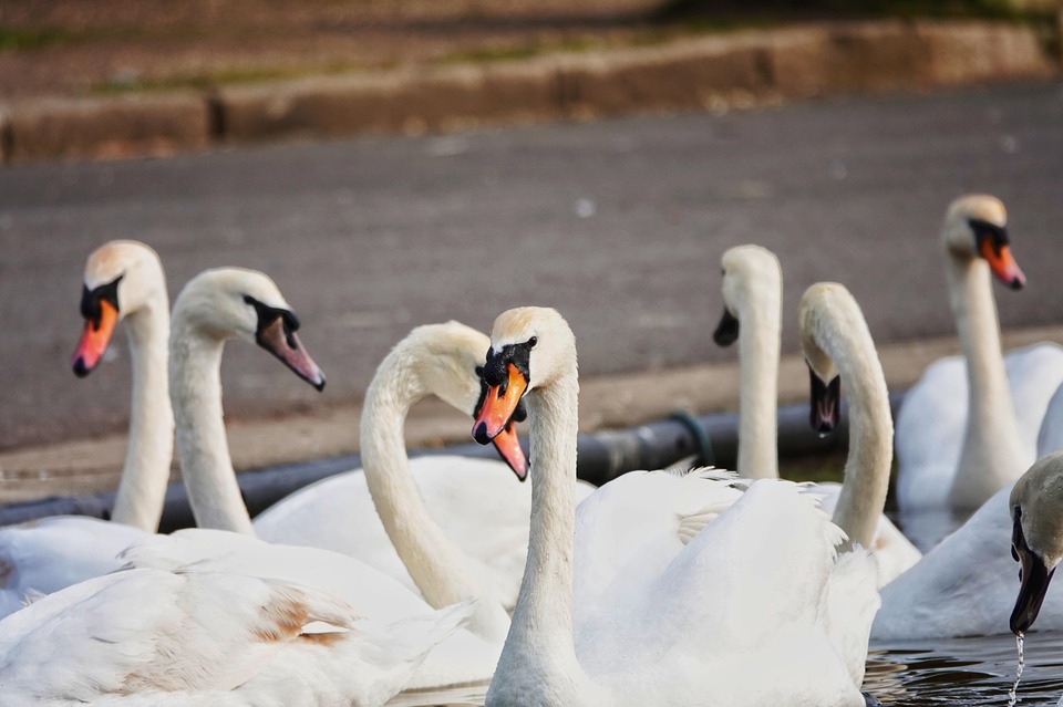 Swans Birds Lake - Free photo on Pixabay - Pixabay