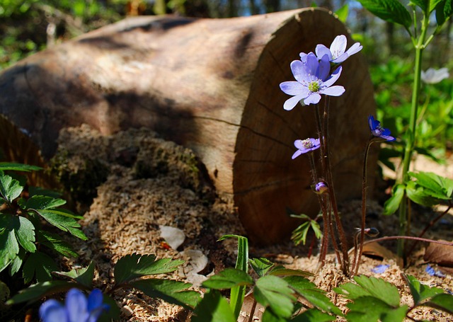 Purple Flowers Log - Free photo on Pixabay - Pixabay