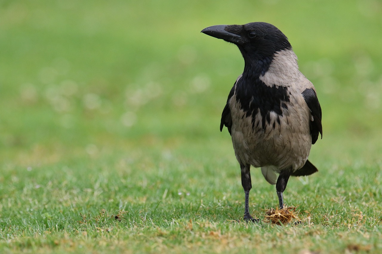 Corbeau Oiseau Gazon - Photo gratuite sur Pixabay - Pixabay