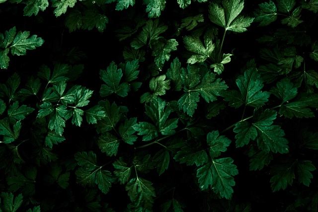 Dark Leaves Foliage - Free photo on Pixabay - Pixabay