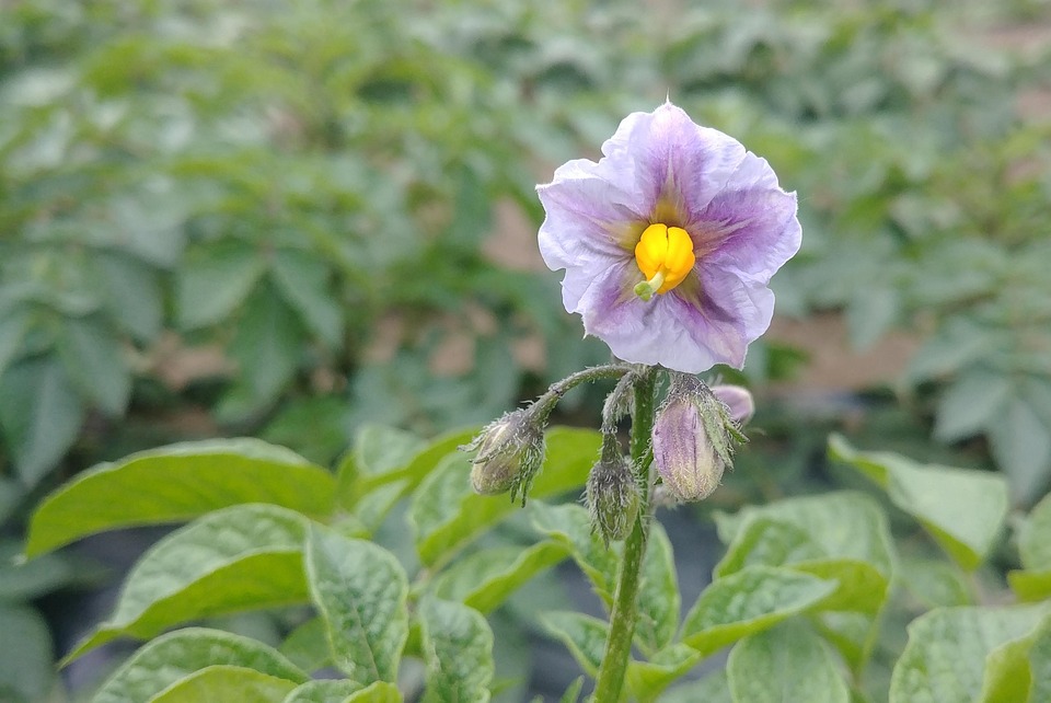 Potato Flower Purple - Free photo on Pixabay