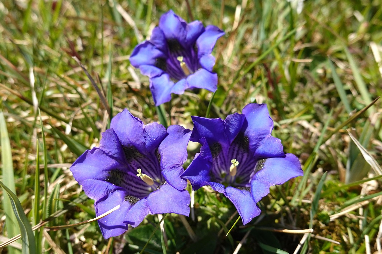 Gentians Flowers Violet - Free photo on Pixabay - Pixabay