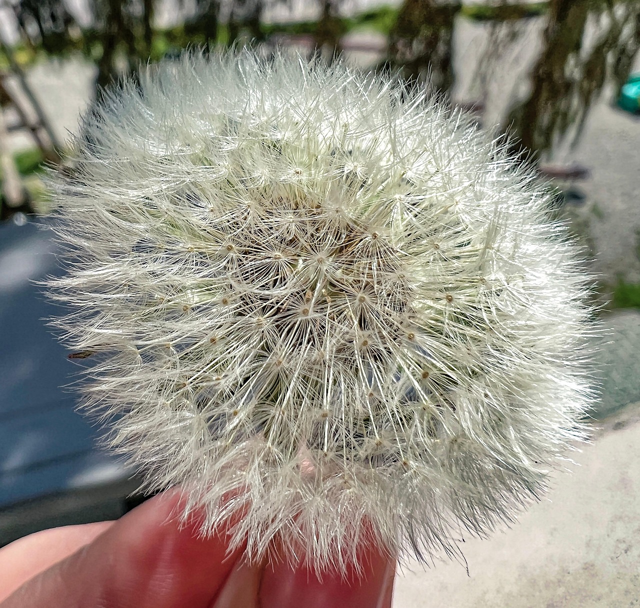 Dandelion Flower Spring - Free photo on Pixabay - Pixabay