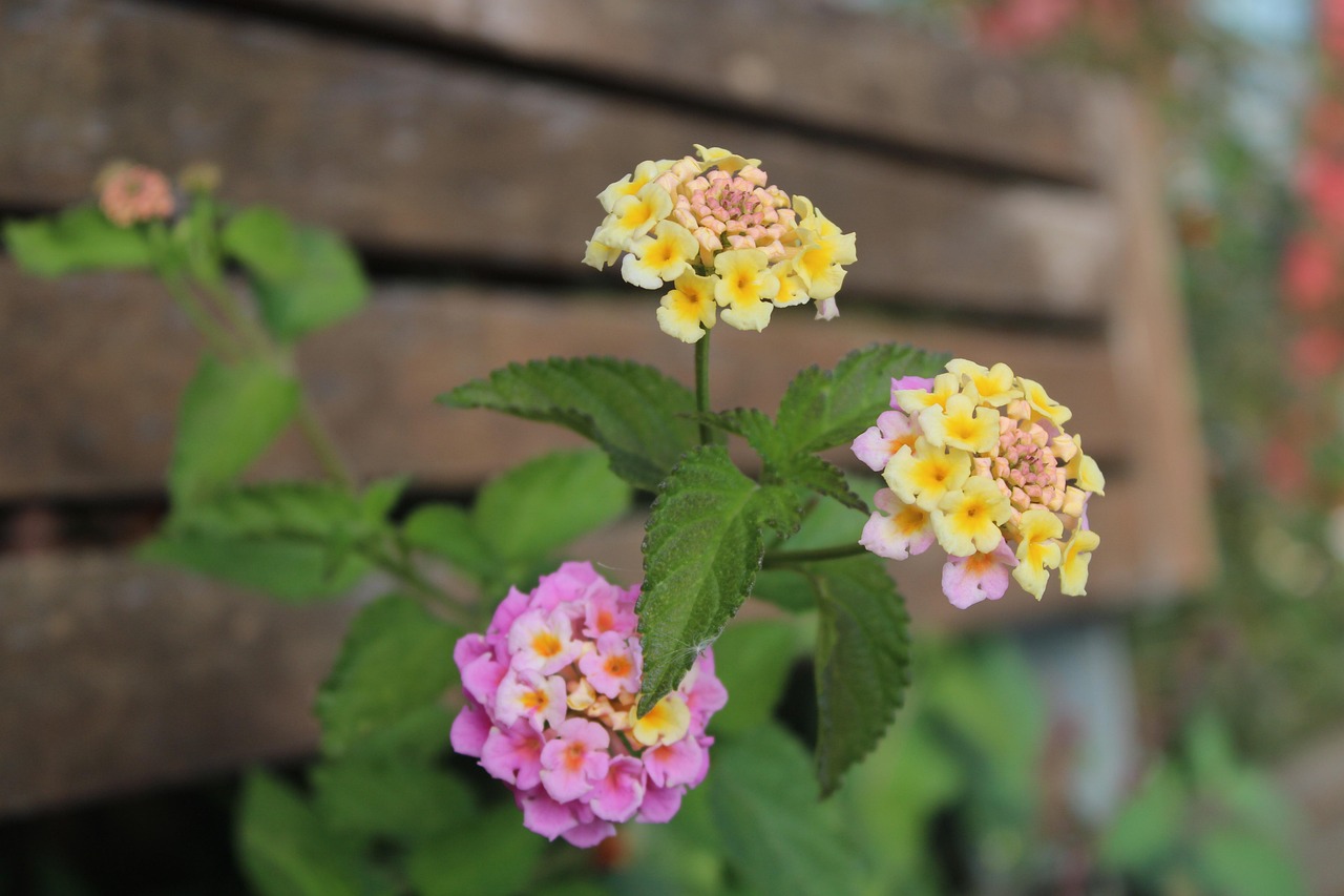 Lantanas Blumen Garten - Kostenloses Foto auf Pixabay - Pixabay