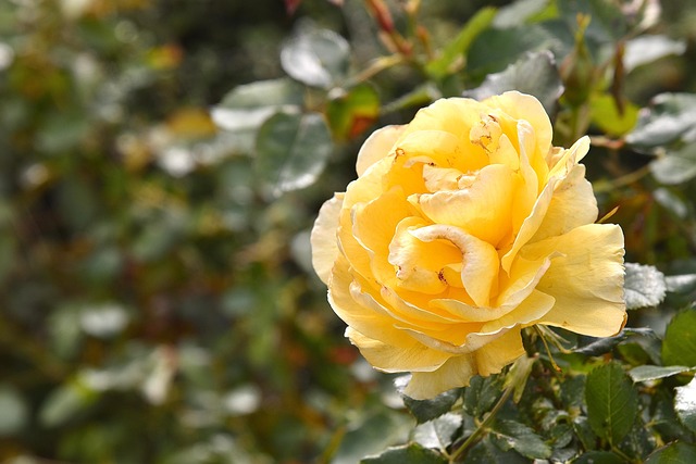 Gul Ros Blomma Reste Sig - Gratis foto på Pixabay - Pixabay
