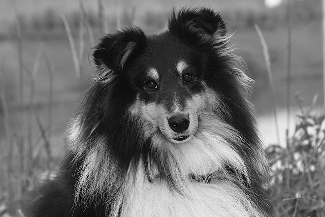 Shetland Sheepdog Rose Bloom - Free photo on Pixabay