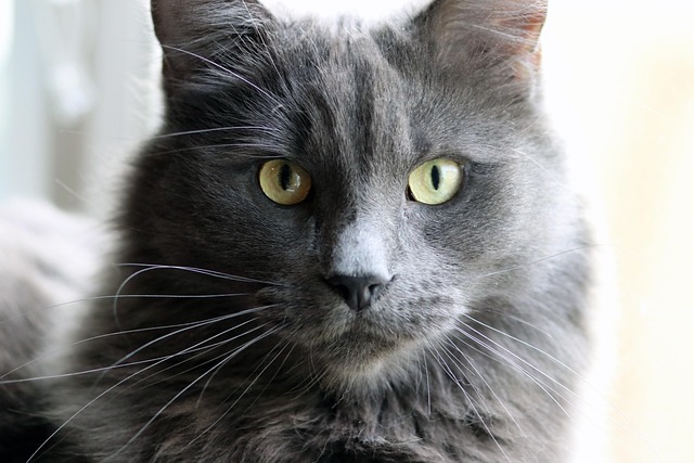 Page 2 - 20,000+ Free Gray Cat & Cat Photos - Pixabay