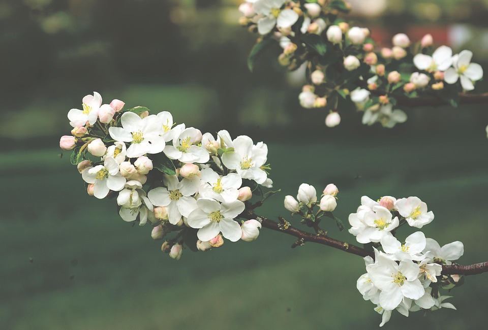 Blossoms White Flowers Tree - Free photo on Pixabay - Pixabay