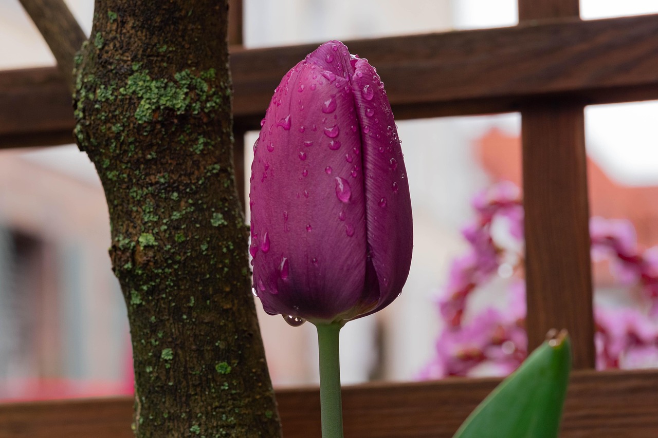Tulipe Fleur Mauve - Photo gratuite sur Pixabay - Pixabay
