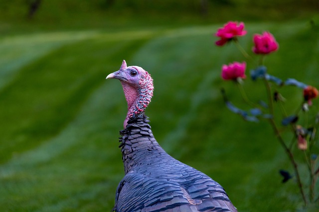 Turkey Bird Wildlife - Free photo on Pixabay