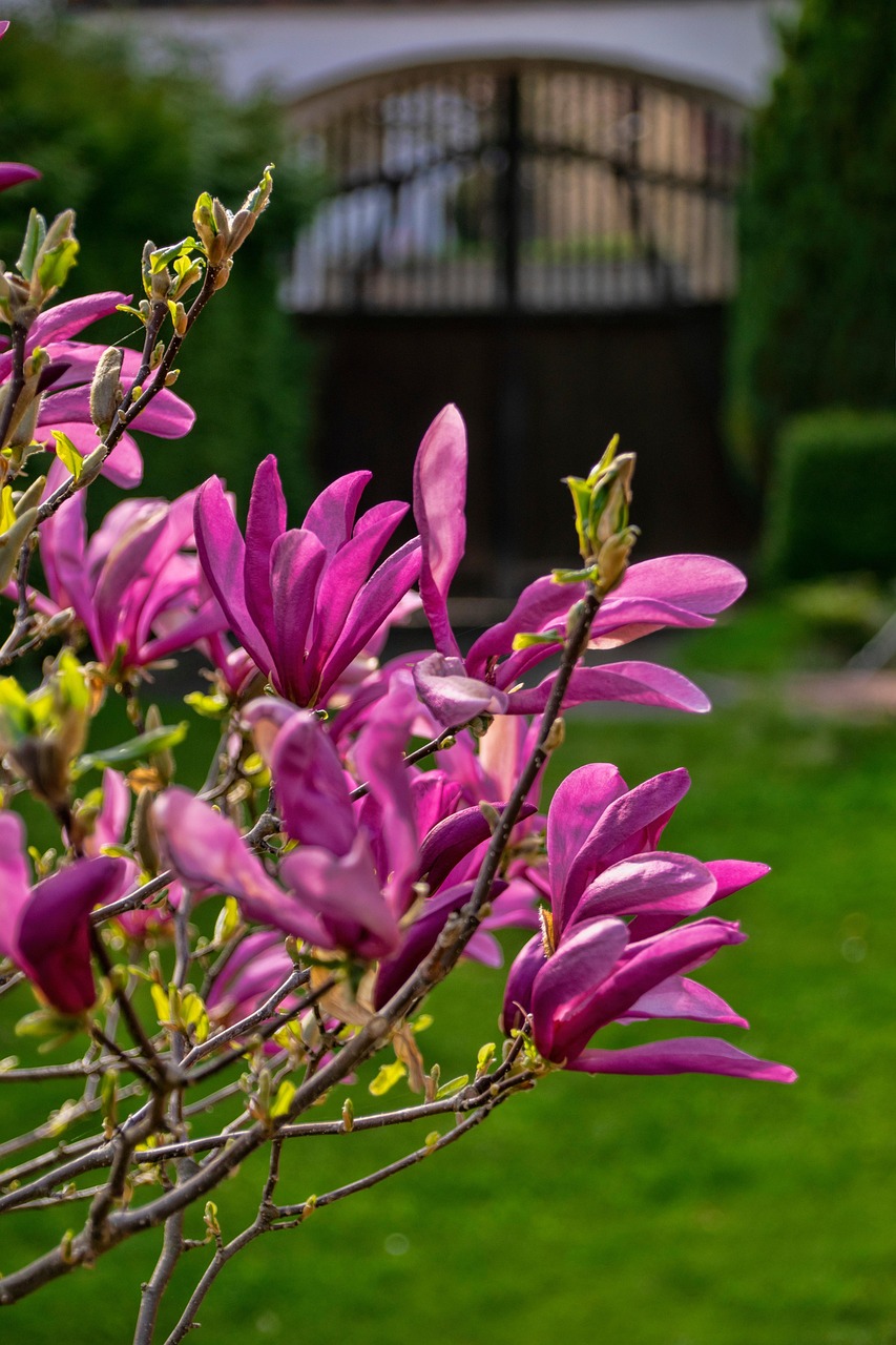 Magnolia'S Bloemen Tuin Paarse - Gratis foto op Pixabay - Pixabay