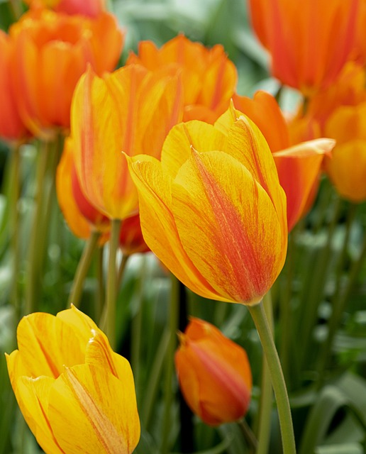 Tulips Orange Free Photo On Pixabay