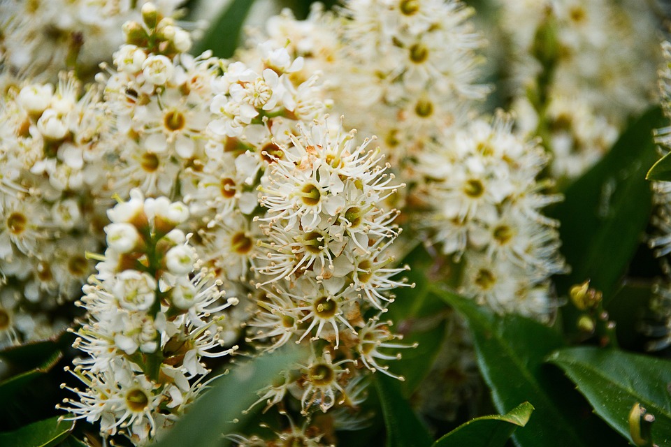 Butterfly Bush Buddleia Buddleja - Darmowe zdjęcie na Pixabay