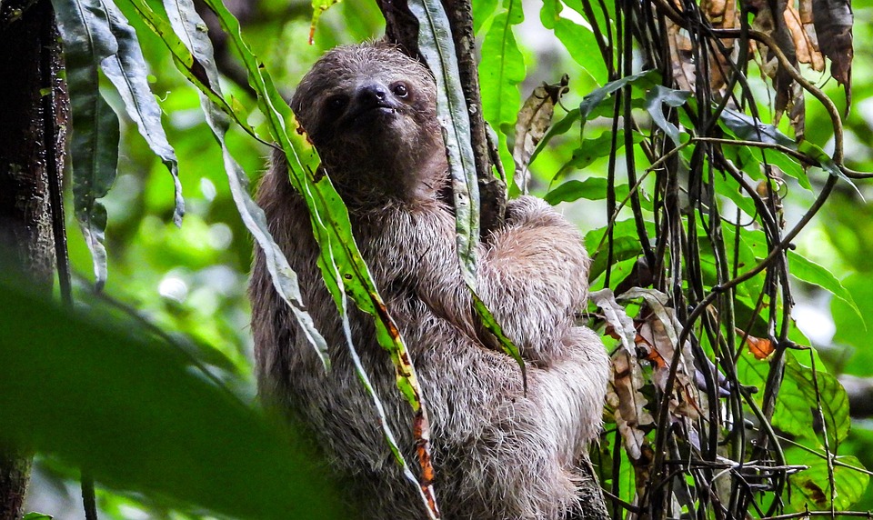 Animal Sloth Mammal - Free photo on Pixabay - Pixabay