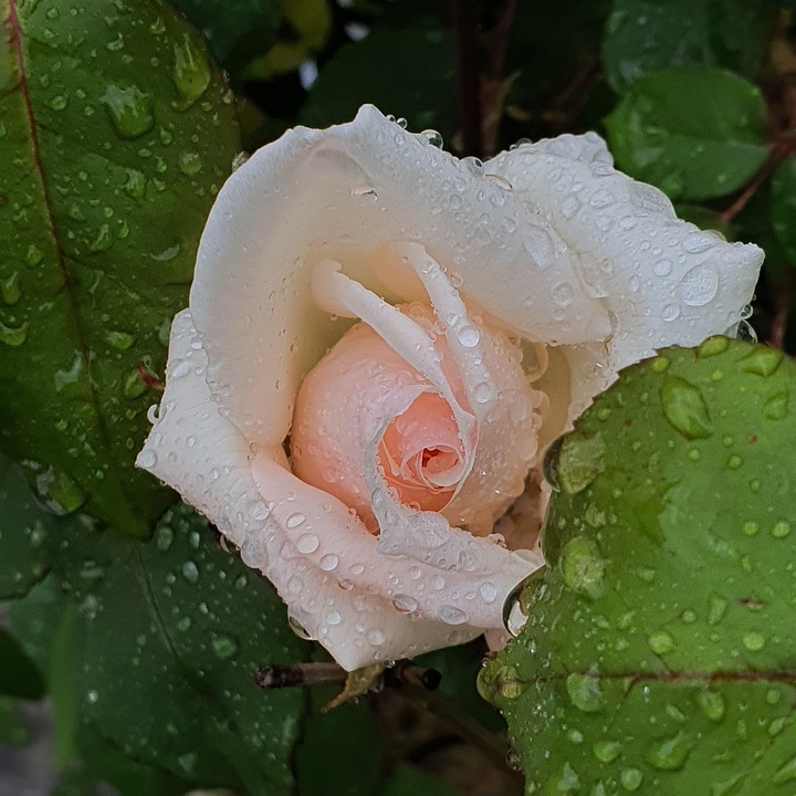 Rose Fleur Flore - Photo gratuite sur Pixabay - Pixabay