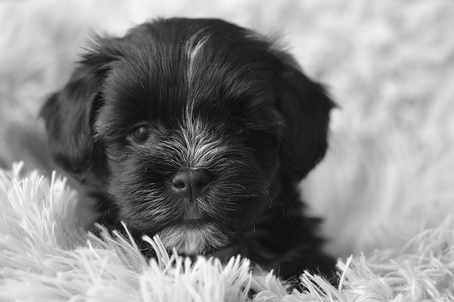70,000+ Free Little-Dog & Animal Images - Pixabay