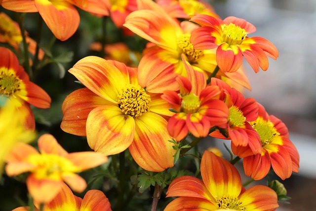Dreiteilige Blumen Orange - Kostenloses Foto auf Pixabay - Pixabay