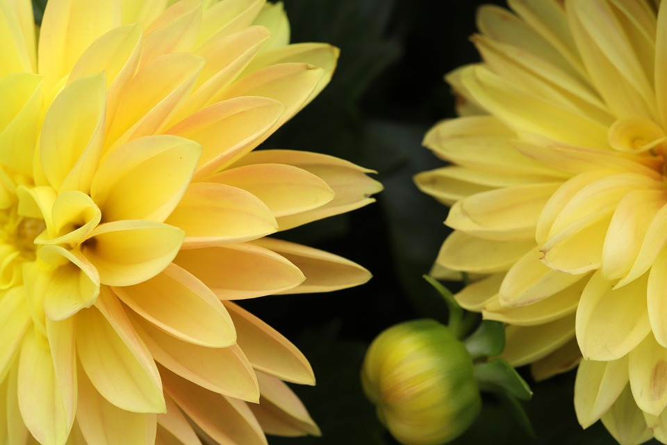 Dahlia Bunga-Bunga Tanaman - Foto gratis di Pixabay