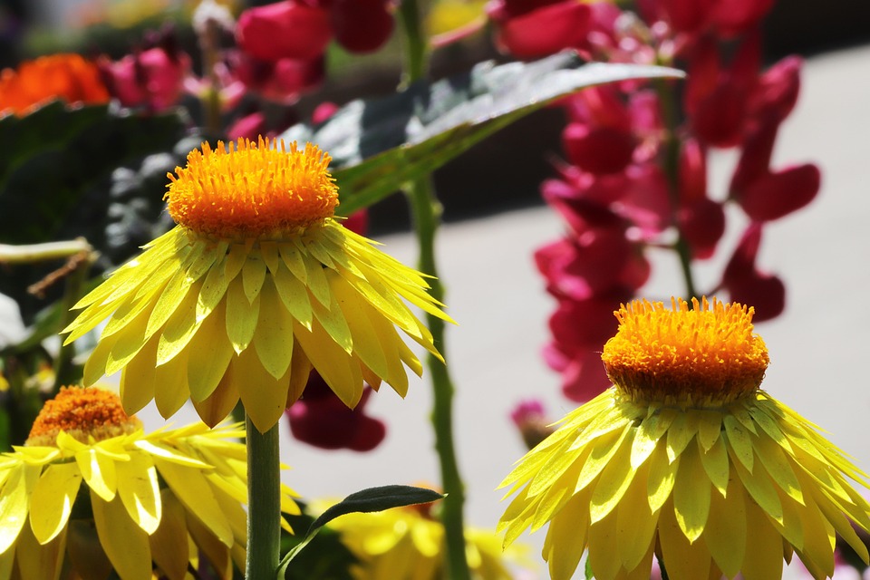 Flowers Straw Flower Helichrysum - Free photo on Pixabay