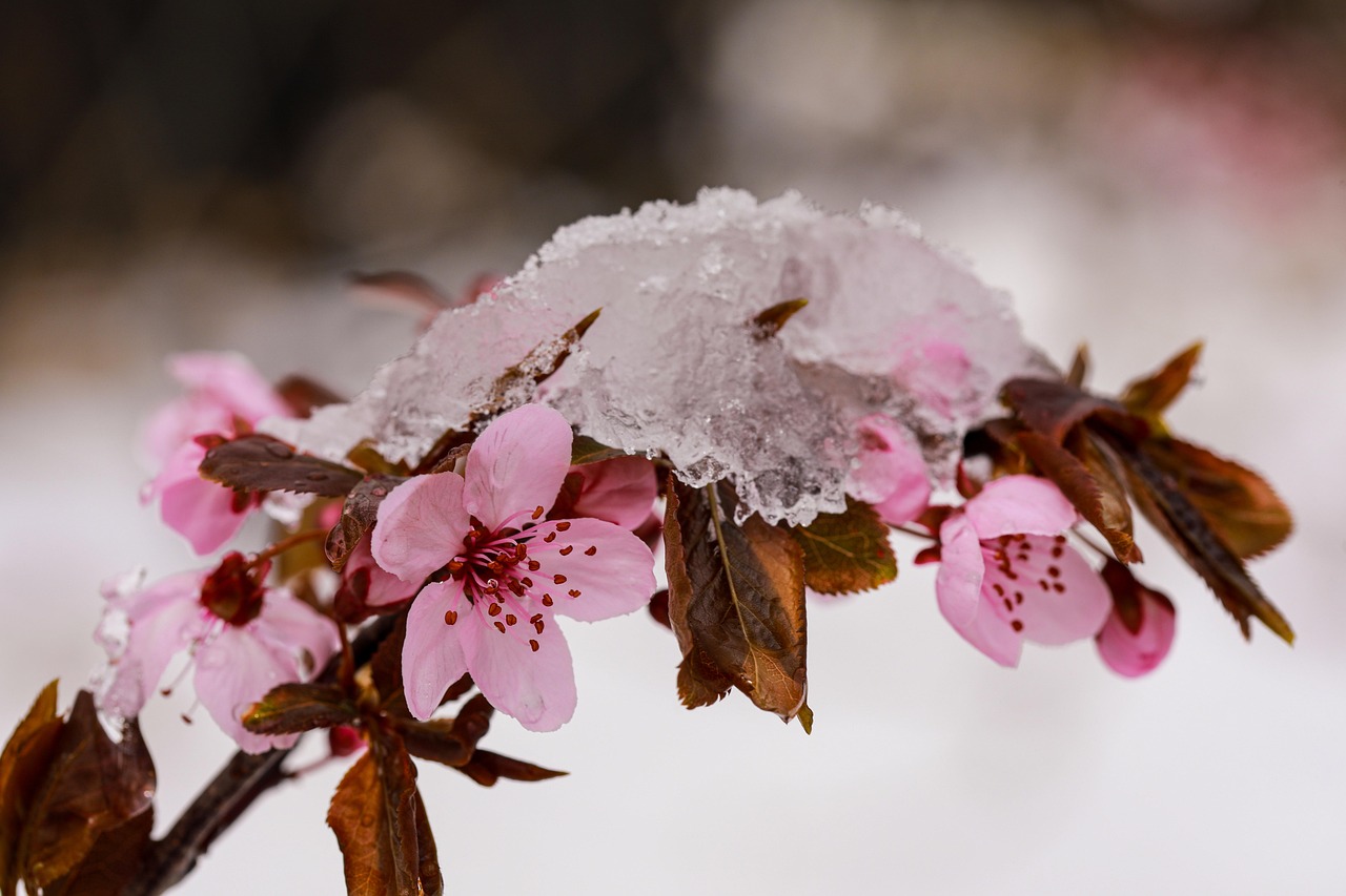 Flower Plum Wild Plums - Free photo on Pixabay - Pixabay