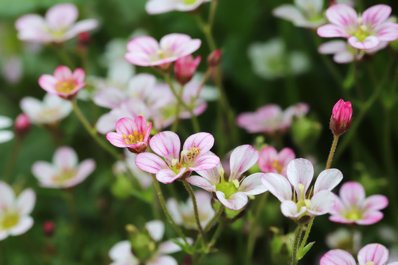 Fleur Le Printemps Jardin - Photo gratuite sur Pixabay - Pixabay