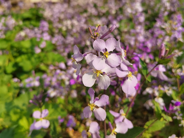 Chinese Violet Cress Purple - Free photo on Pixabay