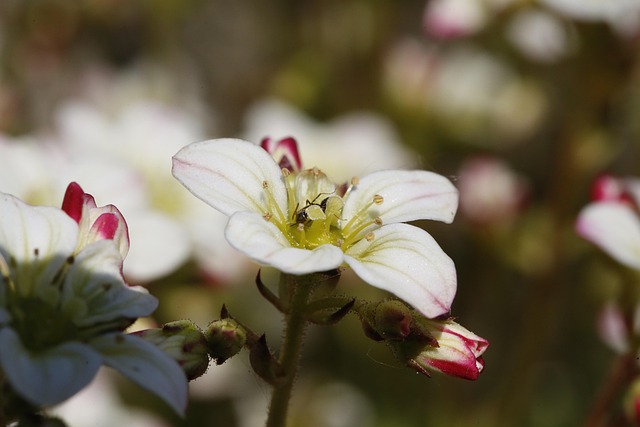 Plantes Insecte Le Printemps - Photo gratuite sur Pixabay - Pixabay