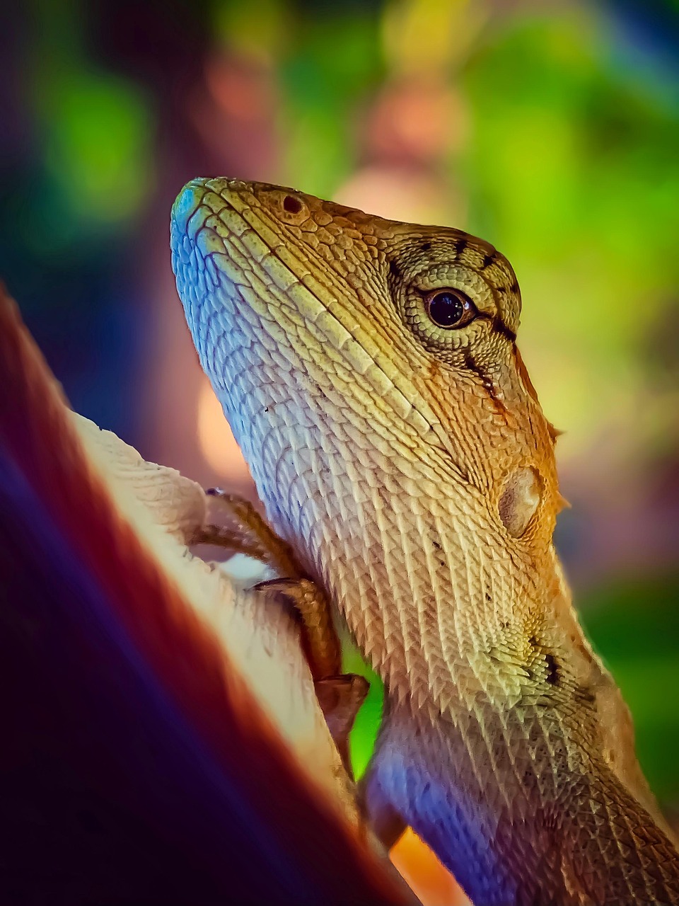 Más de 300 imágenes gratis de Salamandra y Naturaleza - Pixabay