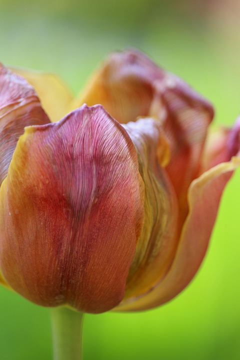 Flower Tulip Close Up - Free photo on Pixabay - Pixabay