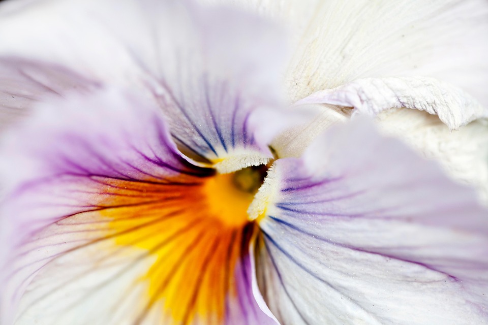 Bunga Kelopak Putik - Foto gratis di Pixabay - Pixabay