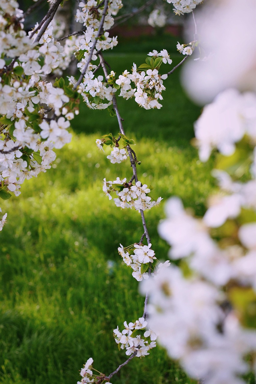 70+ Free Cherry Blossom Forest & Forest Images - Pixabay