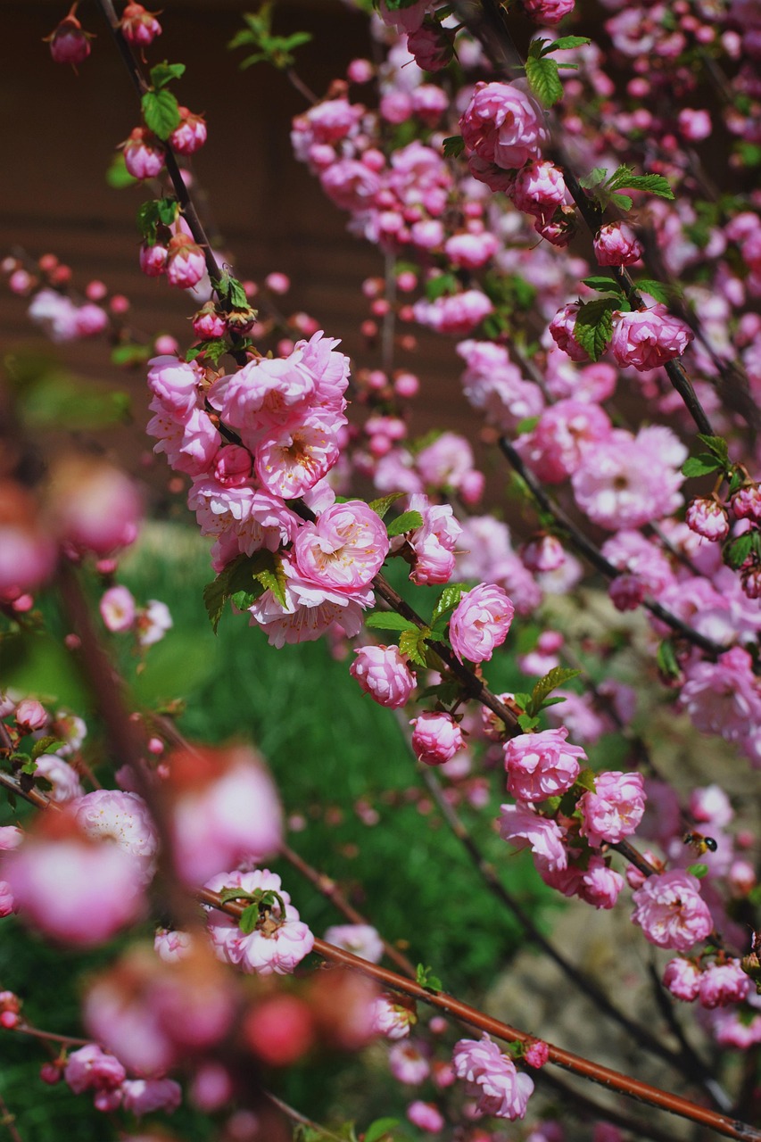 Plum Blossom Flowers Spring - Free photo on Pixabay