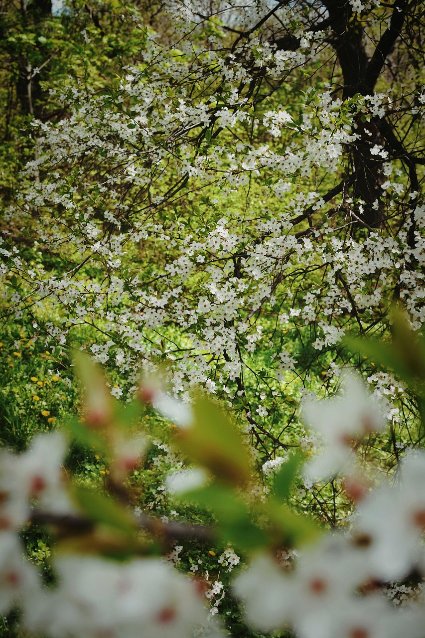 Fleurs Blanches Jardin - Photo gratuite sur Pixabay - Pixabay