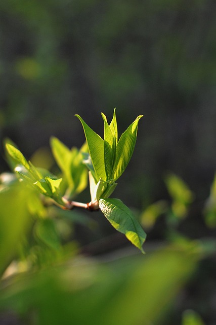 Floresta Folhas Folhagem - Foto gratuita no Pixabay - Pixabay