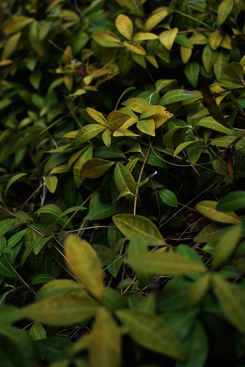 Greens Bush Nature - Free photo on Pixabay - Pixabay