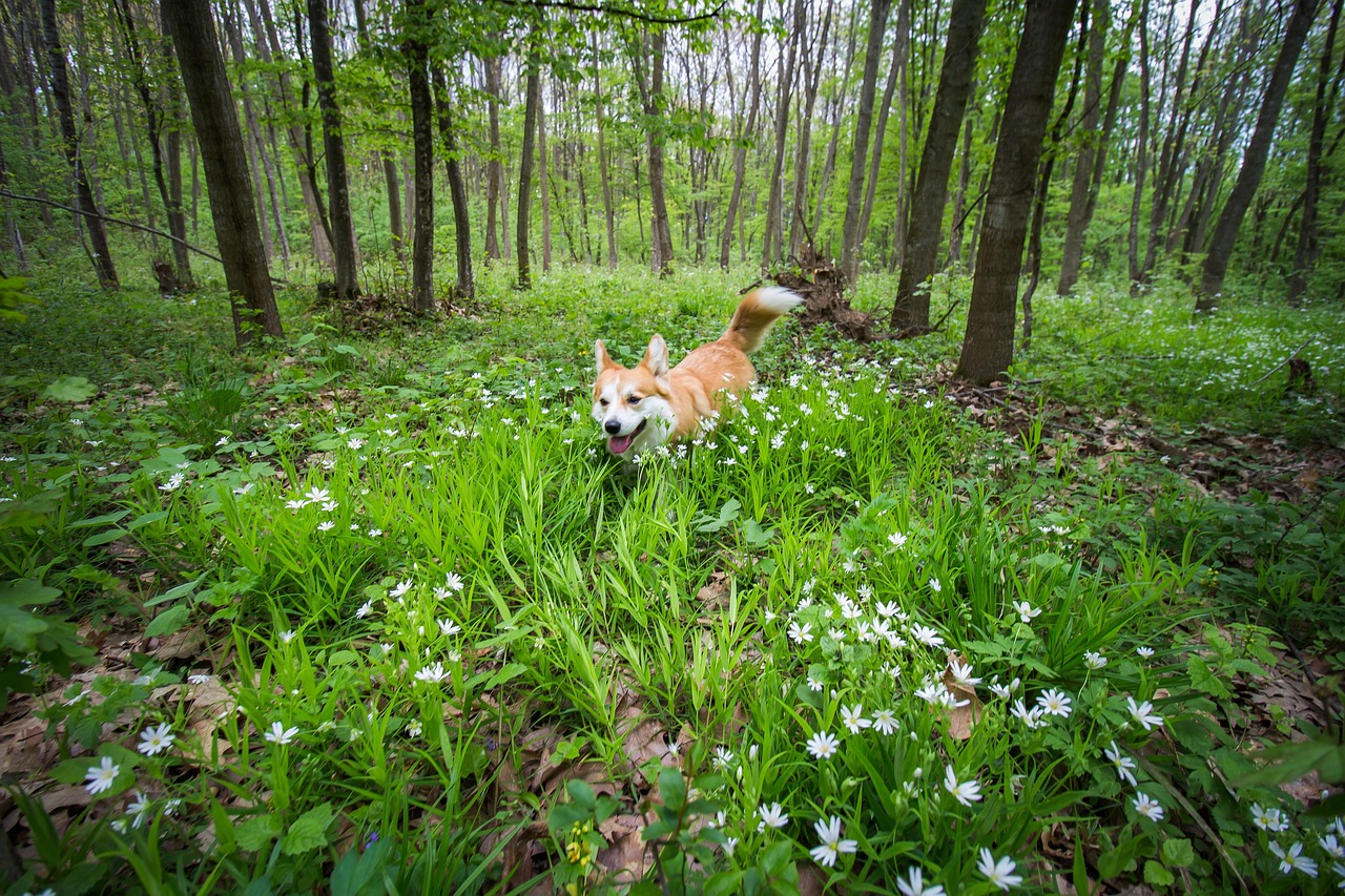Hund Corgi Welsh Pembroke - Kostenloses Foto auf Pixabay - Pixabay