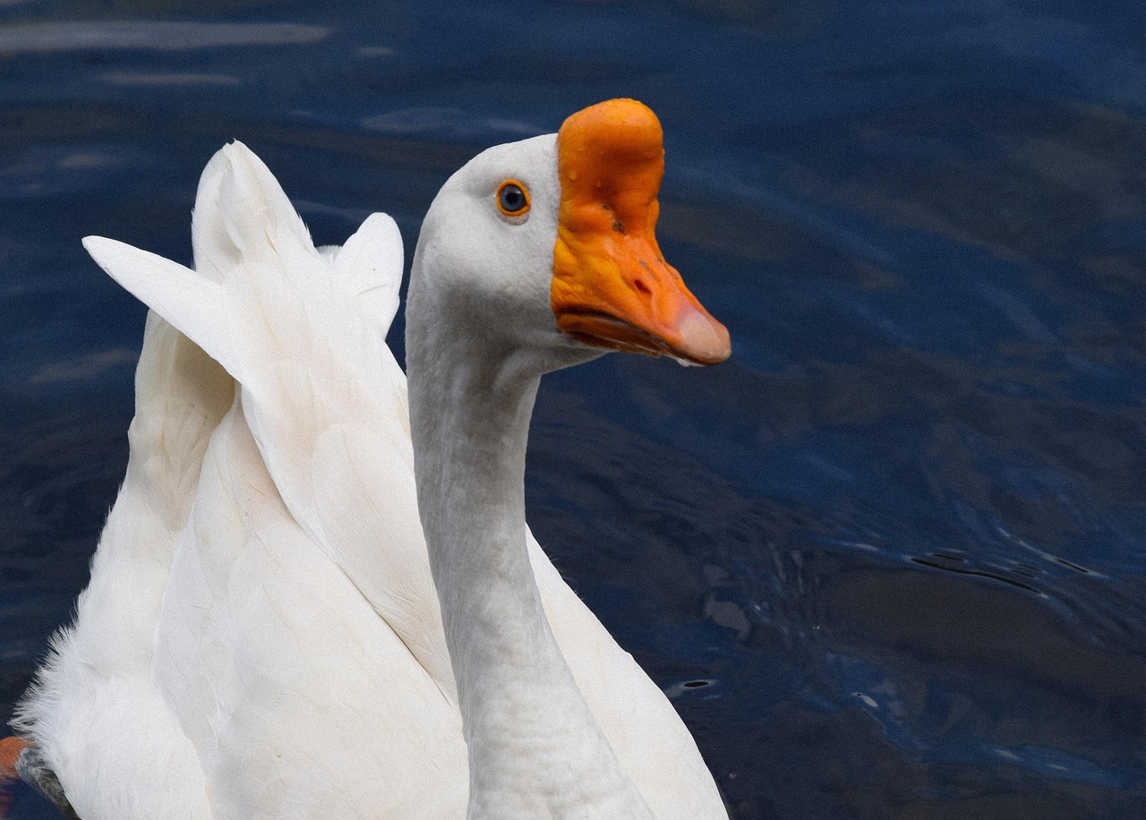 Patos Animais Natureza - Foto gratuita no Pixabay - Pixabay