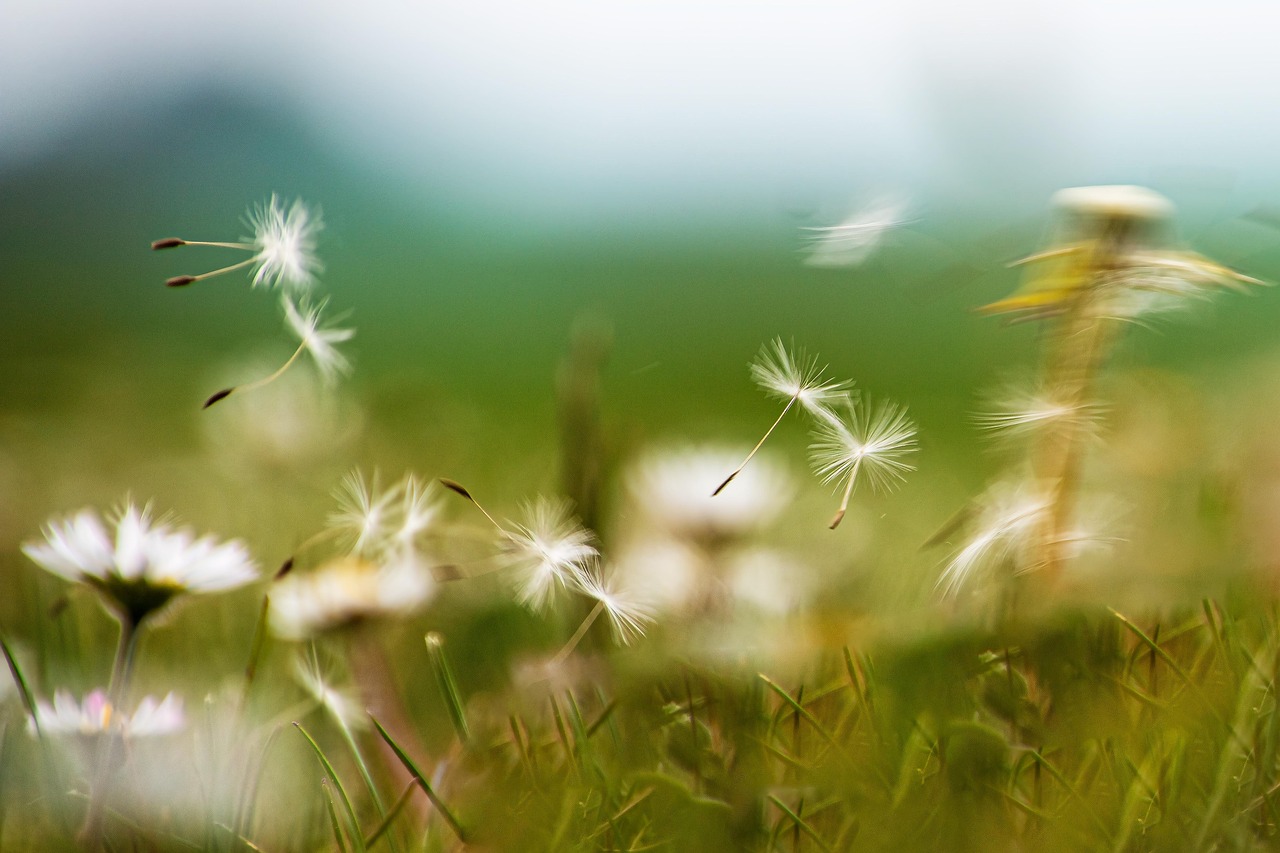 Fleur Les Plantes Prairie Le - Photo gratuite sur Pixabay - Pixabay