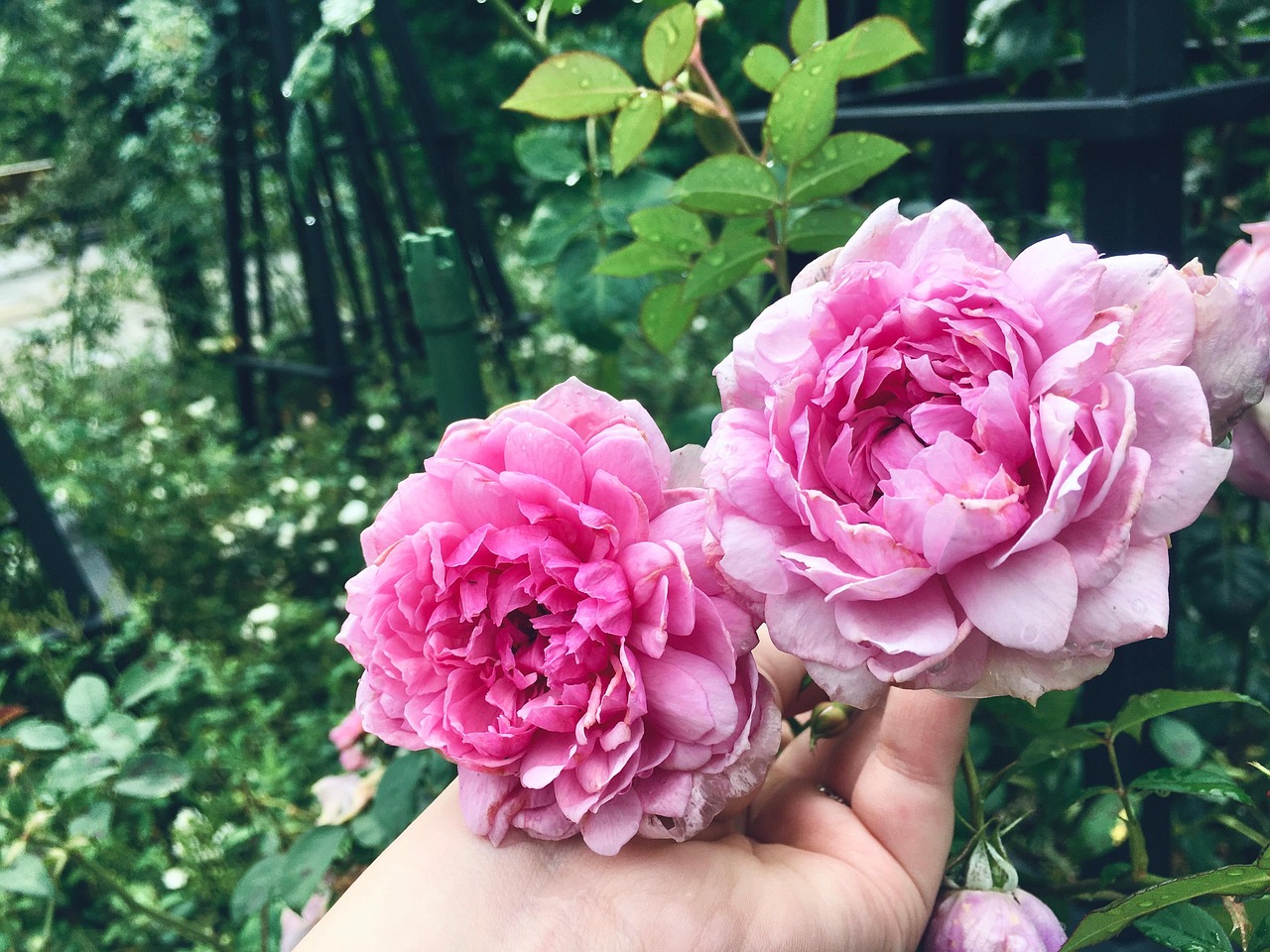 Roses Nature Romantic - Free photo on Pixabay - Pixabay