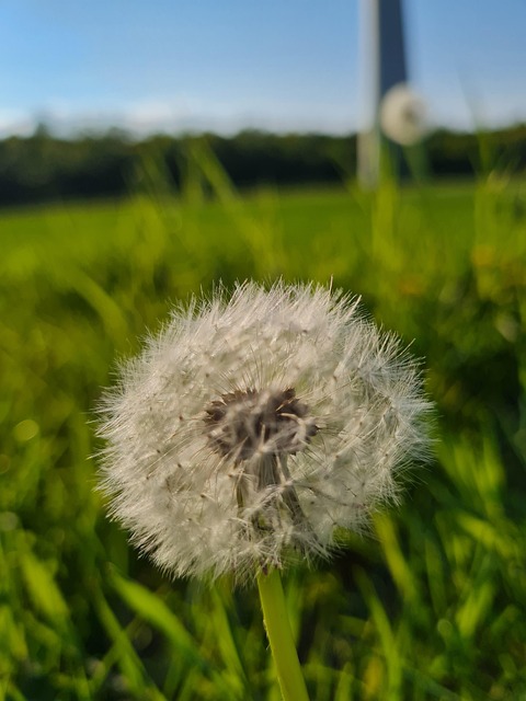 Löwenzahn Pusteblume Feld - Kostenloses Foto auf Pixabay - Pixabay