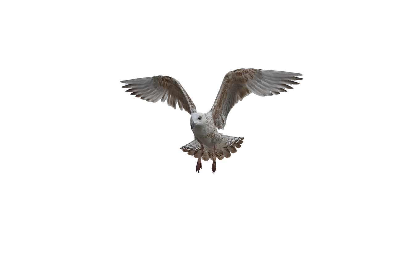 10,000+ Free Flying Owl & Owl Images - Pixabay